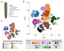 Drop-Seq for plants: High-throughput, single cell transcriptomics (Cell ...