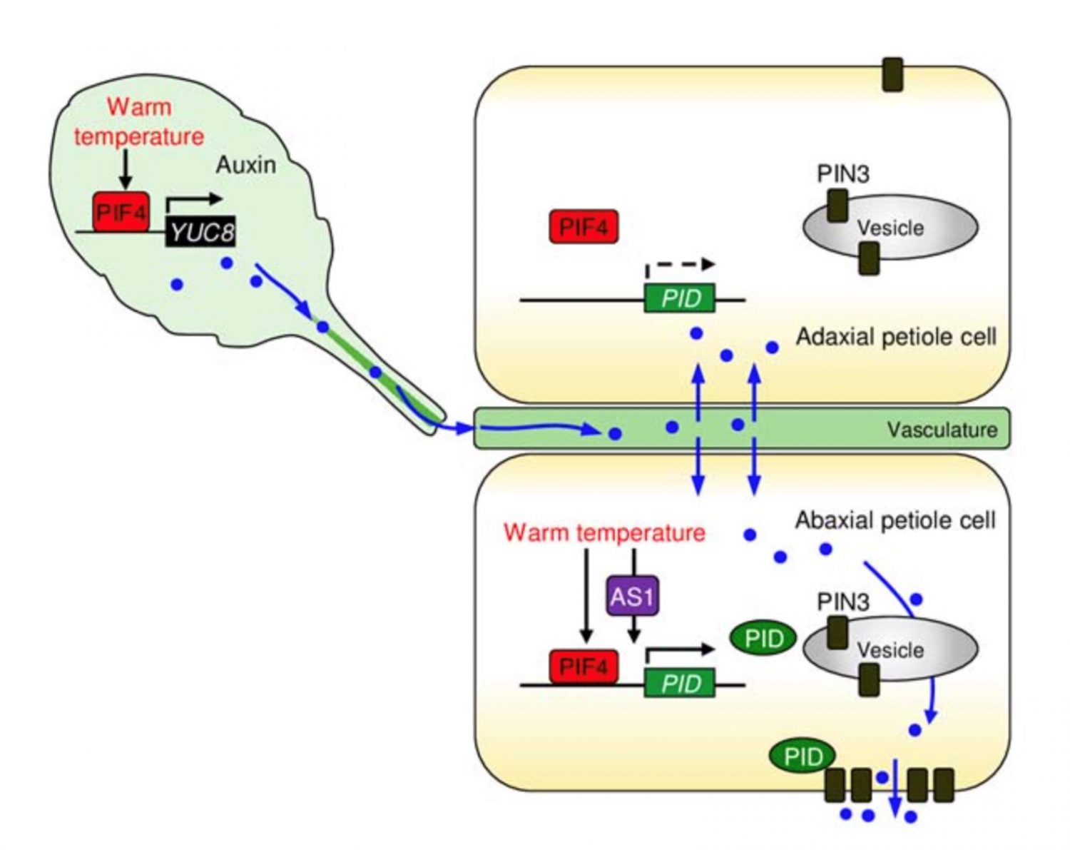 Thermal response in plants: leaf hyponasty (Plant Phys) | Plantae