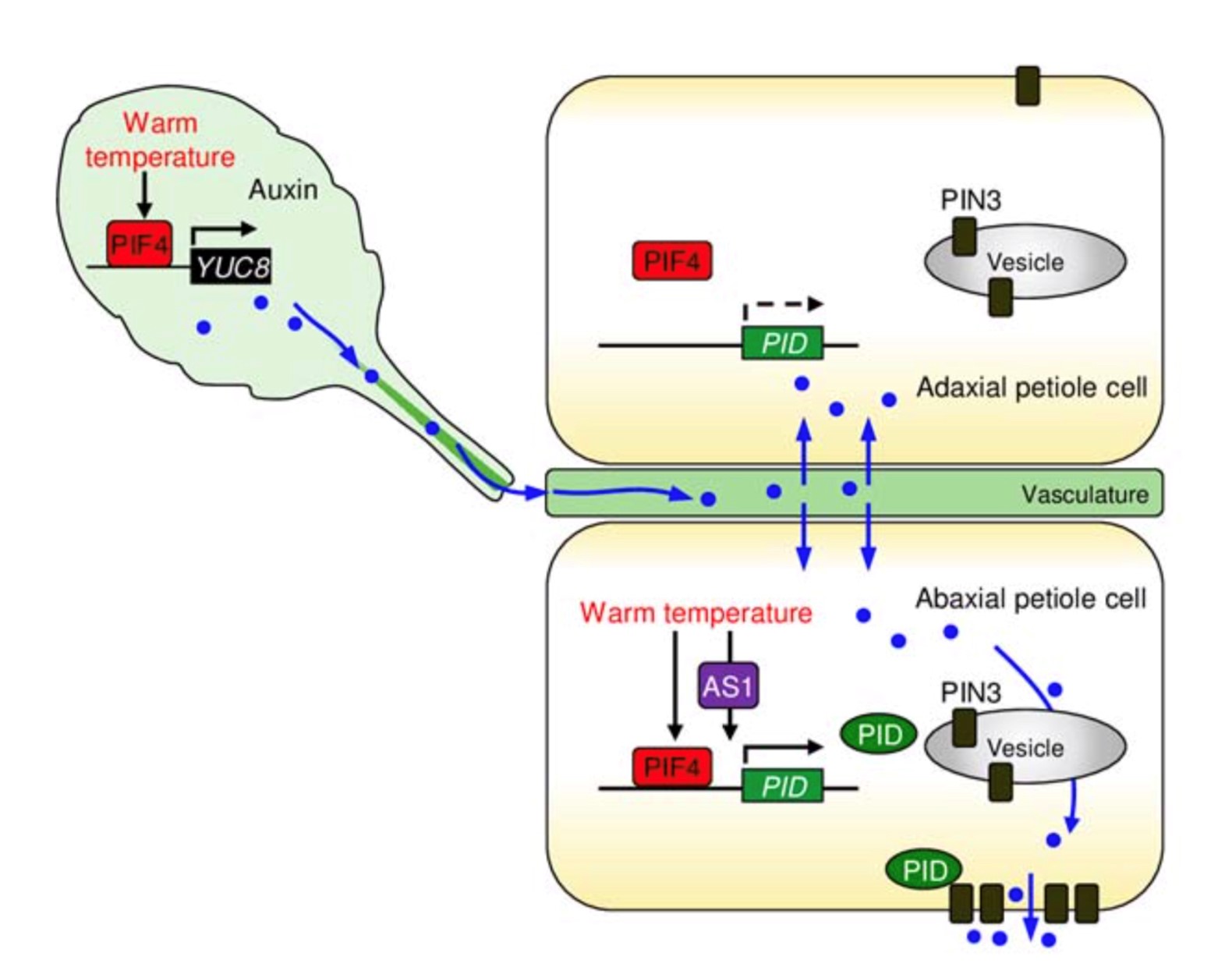 Thermal response in plants: leaf hyponasty (Plant Phys) | Plantae