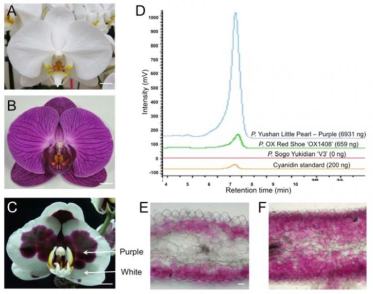 Plant Science Research Weekly: May 24th | Plantae