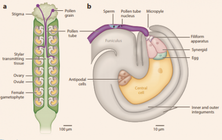 Plant Science Research Weekly: May 17th | Plantae