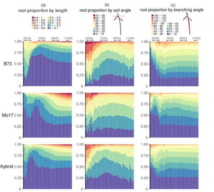 Three-dimensional time-lapse analysis of maize root system ...