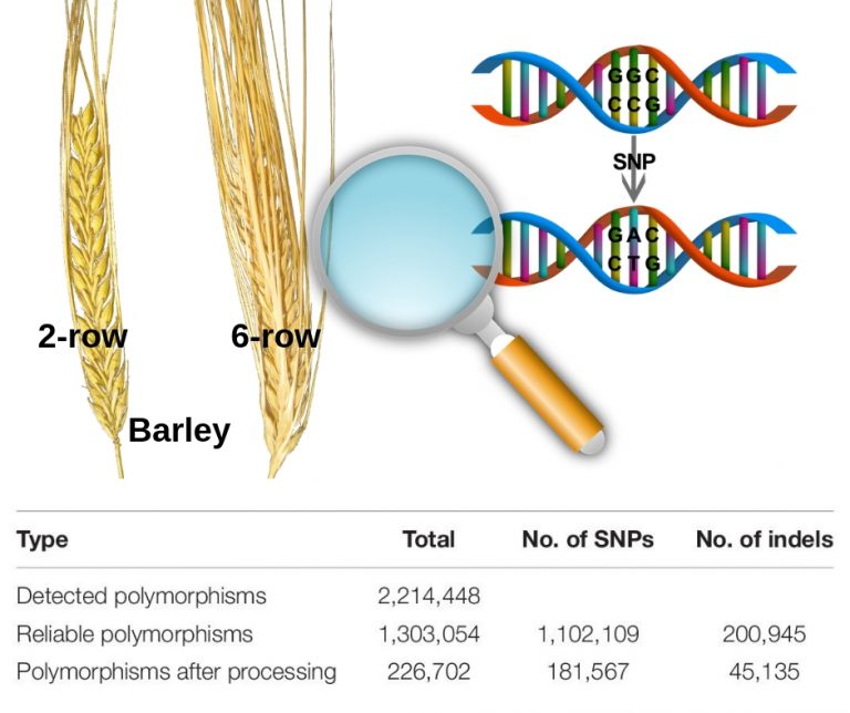 Development of genome-wide SNP markers for barley via reference- based ...