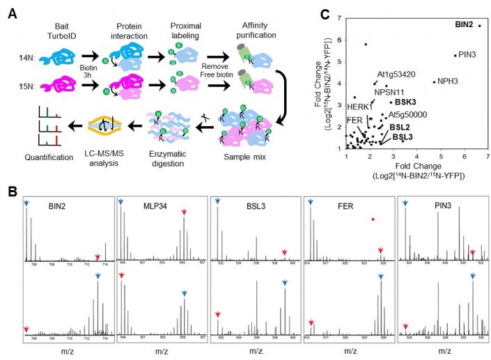 Application of TurboID-mediated proximity labeling for mapping a GSK3 ...