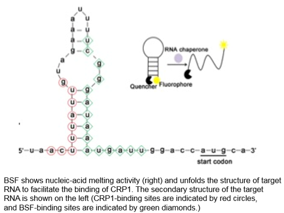 An RNA-chaperone-like Protein in Chloroplasts | Plantae