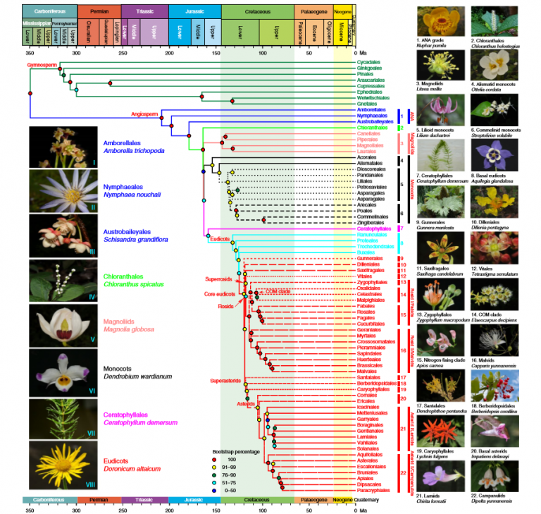 Origin of angiosperms and the puzzle of the Jurassic gap (Nature Plants ...