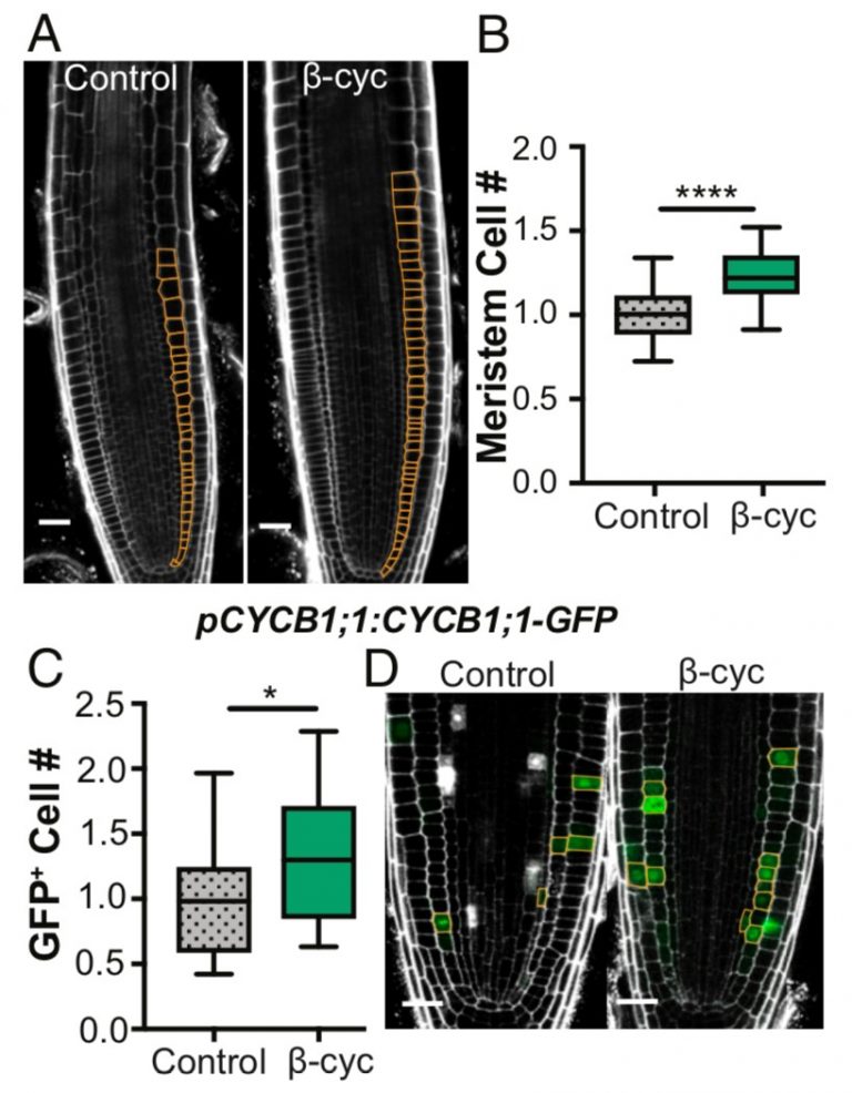 β-cyclocitral, a novel regulator of root growth ($) (PNAS) | Plantae