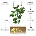 Post-transcriptional regulation of FLOWERING LOCUS T modulates heat ...