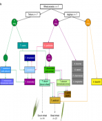 Wheat exome sequencing and wheat ancestry (Nature Genetics) | Plantae