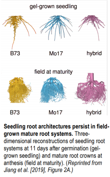Unearthing Root Growth Dynamics Through 3-D Time-lapse Imaging | Plantae