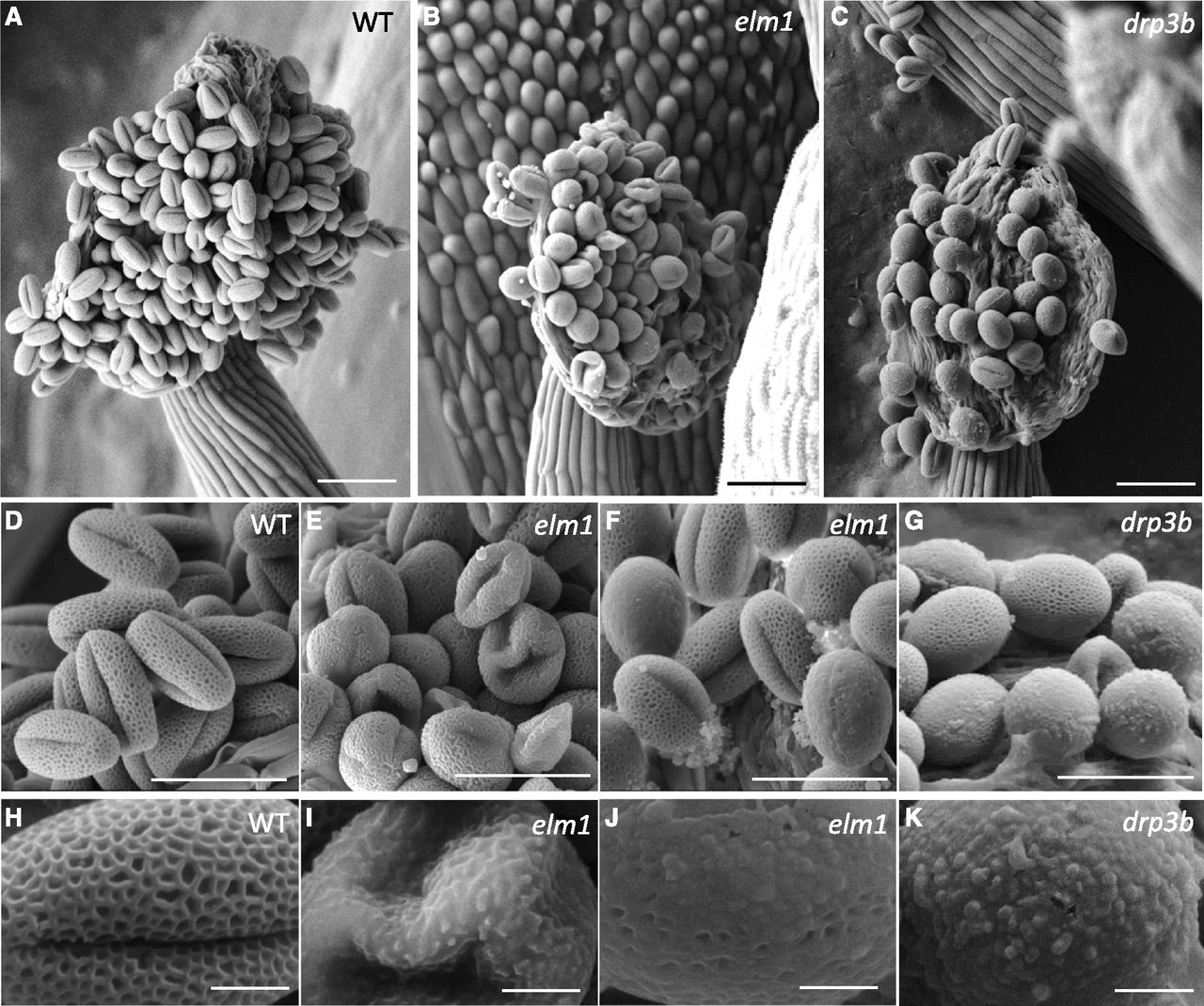 Plantae | A Role for Mitochondrial Fission in Pollen Growth | Plantae