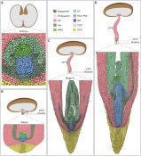 Embryo protection after germination in date palm (Plant Cell) | Plantae
