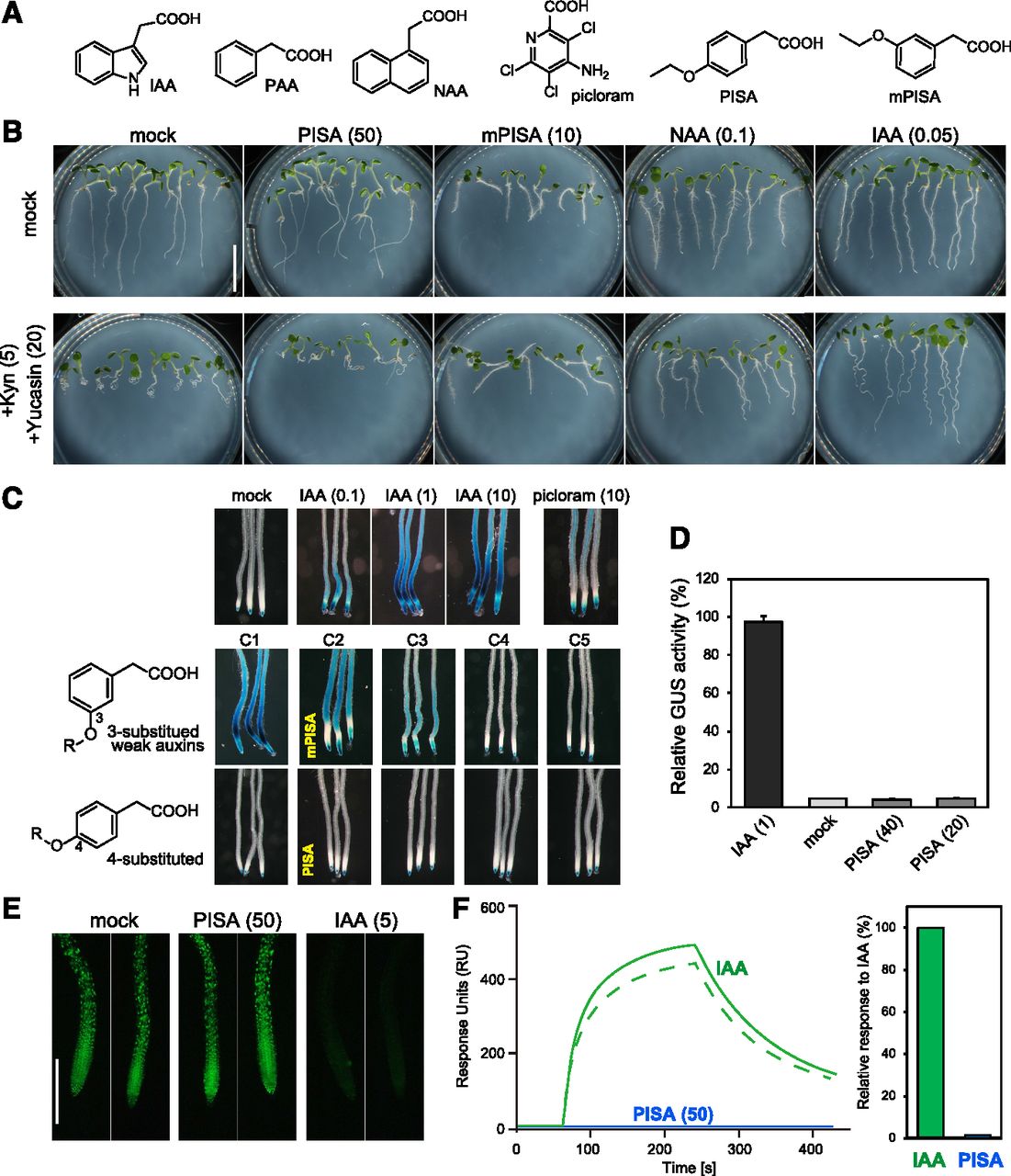 Pinstatic acid promoters auxin transport by inhibiting PIN ...