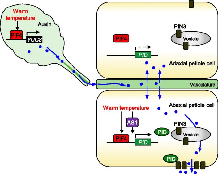 Insights into Thermonastic Leaf Movements | Plantae