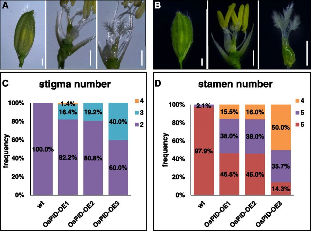 PINOID Is Required for Formation of the Stigma and Style in Rice | Plantae