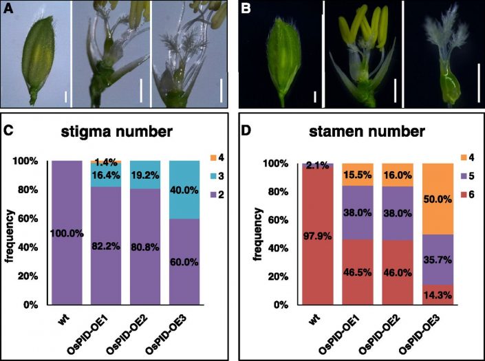 PINOID Is Required for Formation of the Stigma and Style in Rice | Plantae
