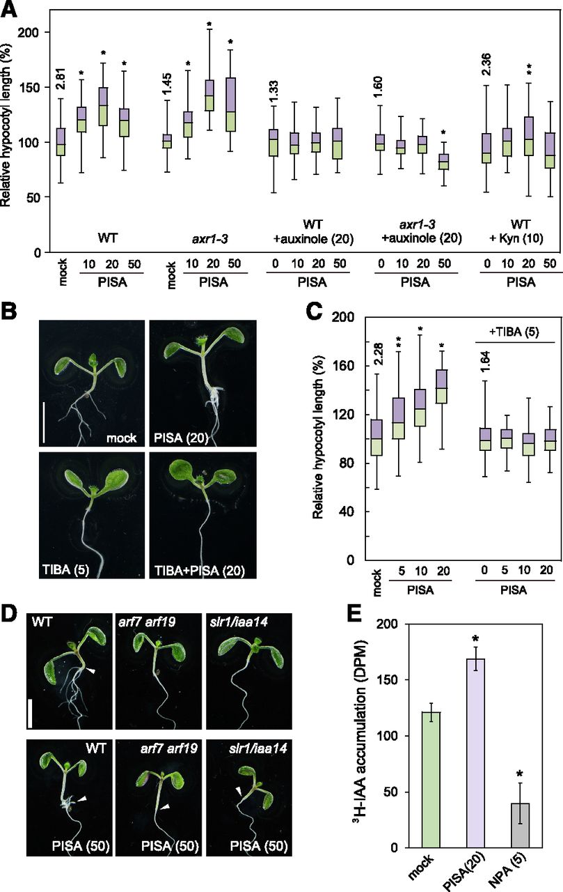 Pinstatic Acid: a Novel Modulator of PIN Trafficking | Plantae