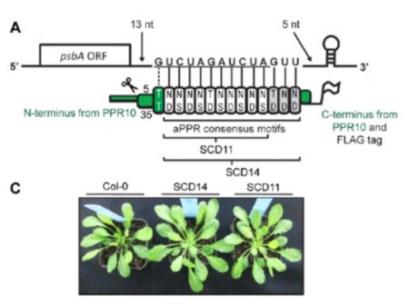Plant Science Research Weekly: June 7th | Plantae