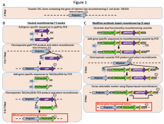 An Improved plant toolset for high-throughput recombineering (BioRxiv ...
