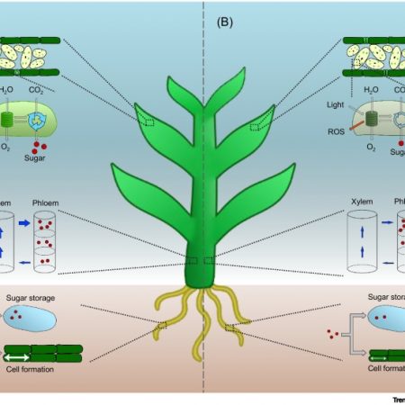 Plantae | Review: Source-sink interactions in plants ($) | Plantae