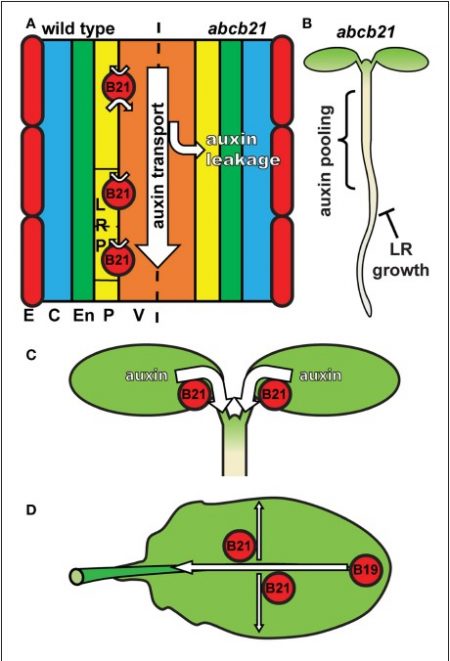 ABCB21 regulates auxin levels in cotyledons, pericycle and leaves ...