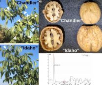 Genomic regions associated with economic traits in walnut (Plant ...