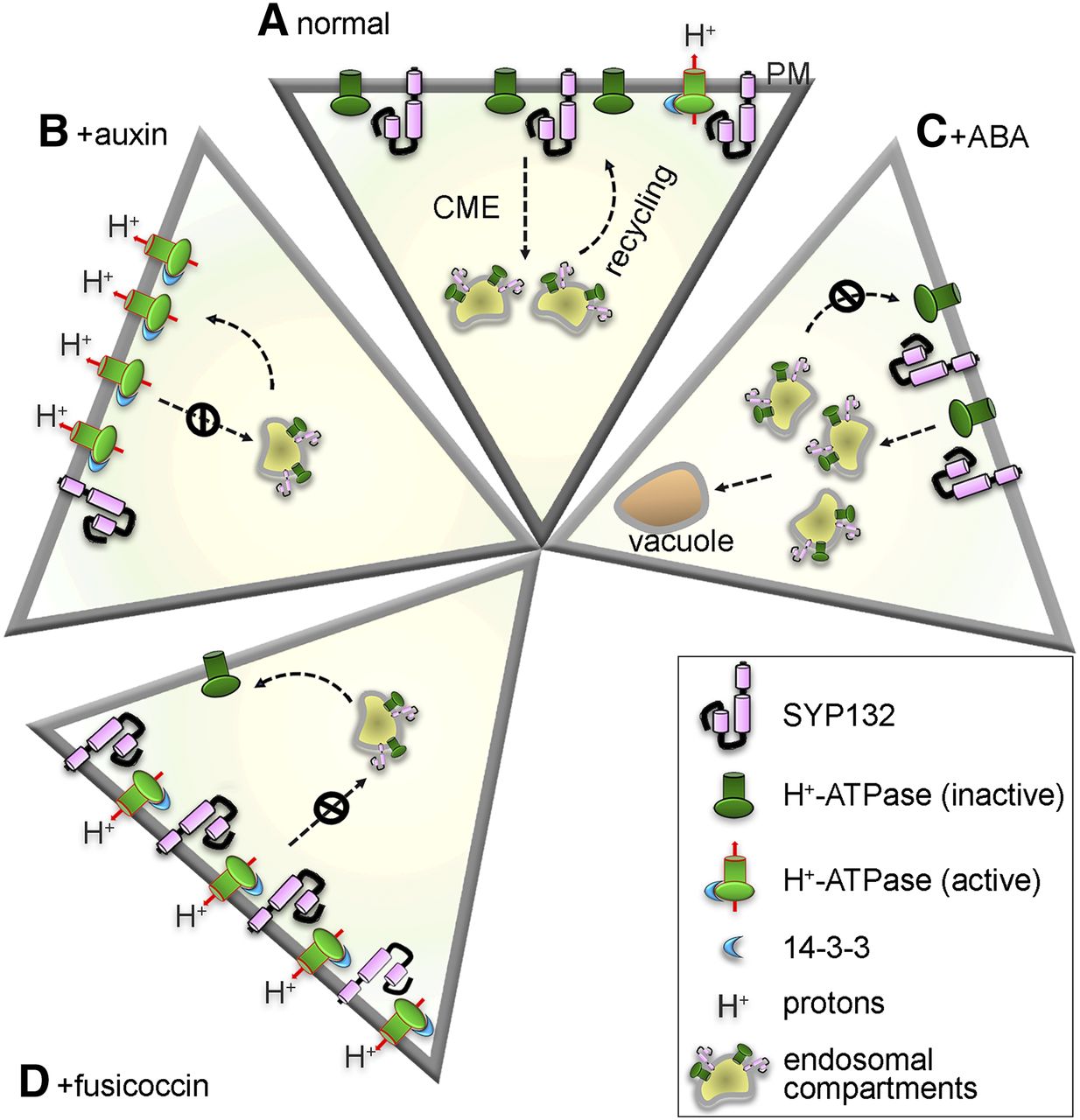 Plantae | A SNARE Protein Involved in H+-ATPase Trafficking | Plantae