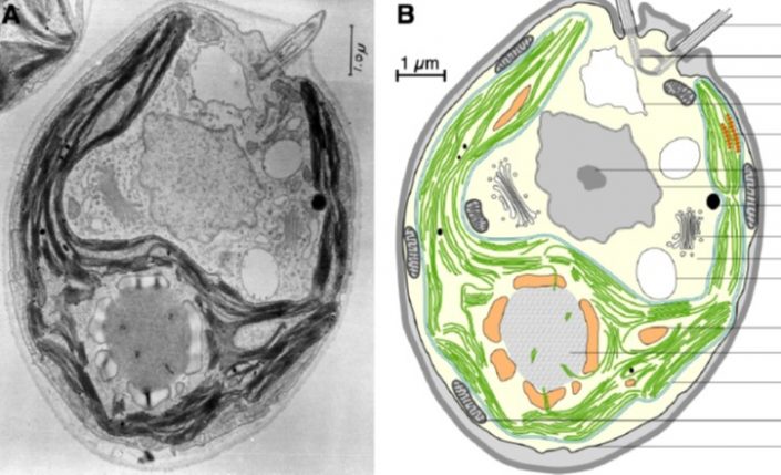 Plant Science Research Weekly: June 28 | Plantae