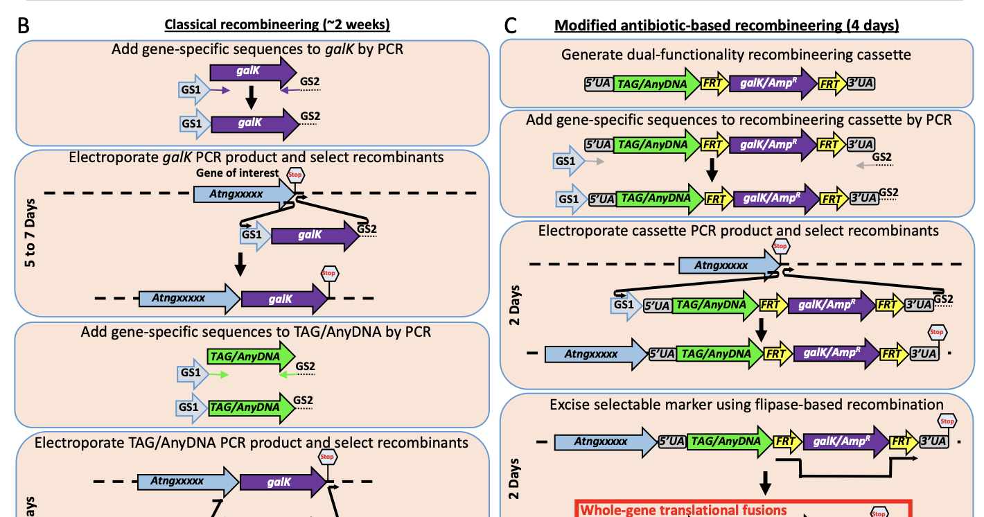 An Improved plant toolset for high-throughput recombineering (BioRxiv ...