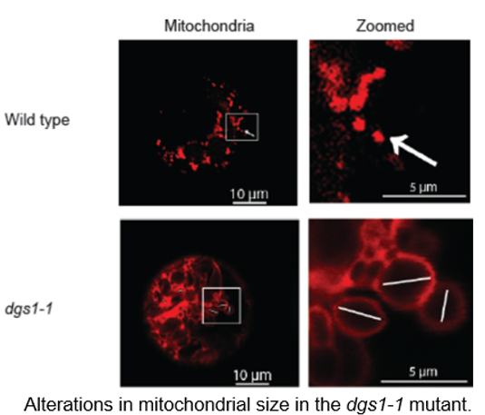 The MICOS Complex in Plant Mitochondria | Plantae