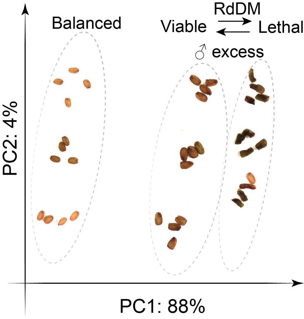 Small RNA Pathway Acting in the Father Controls Seed Abortion | Plantae