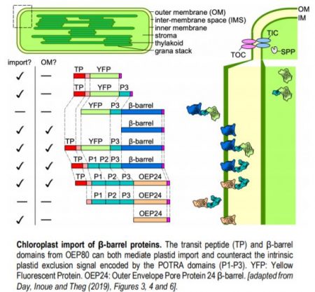 Barreling down the Chloroplast Highway: Protein Sorting of Outer ...