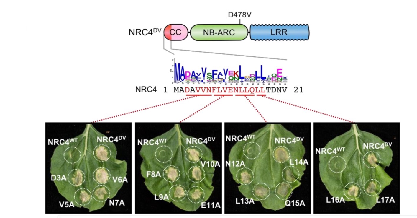 An N- terminal motif in NLR immune receptors is functionally conserved ...
