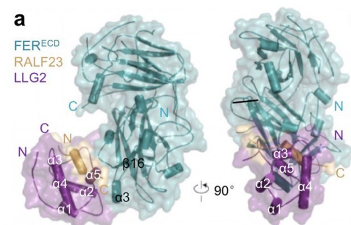 Mechanisms of RALF peptide perception by a heterotypic receptor complex ...
