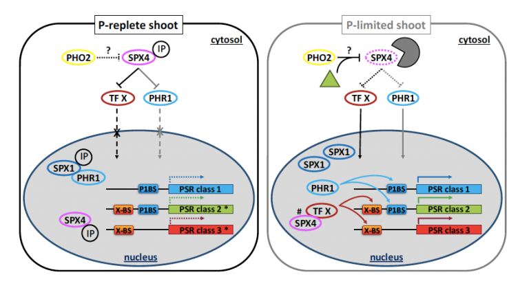 SPX4 acts on PHR1-dependent and -independent regulation of shoot ...