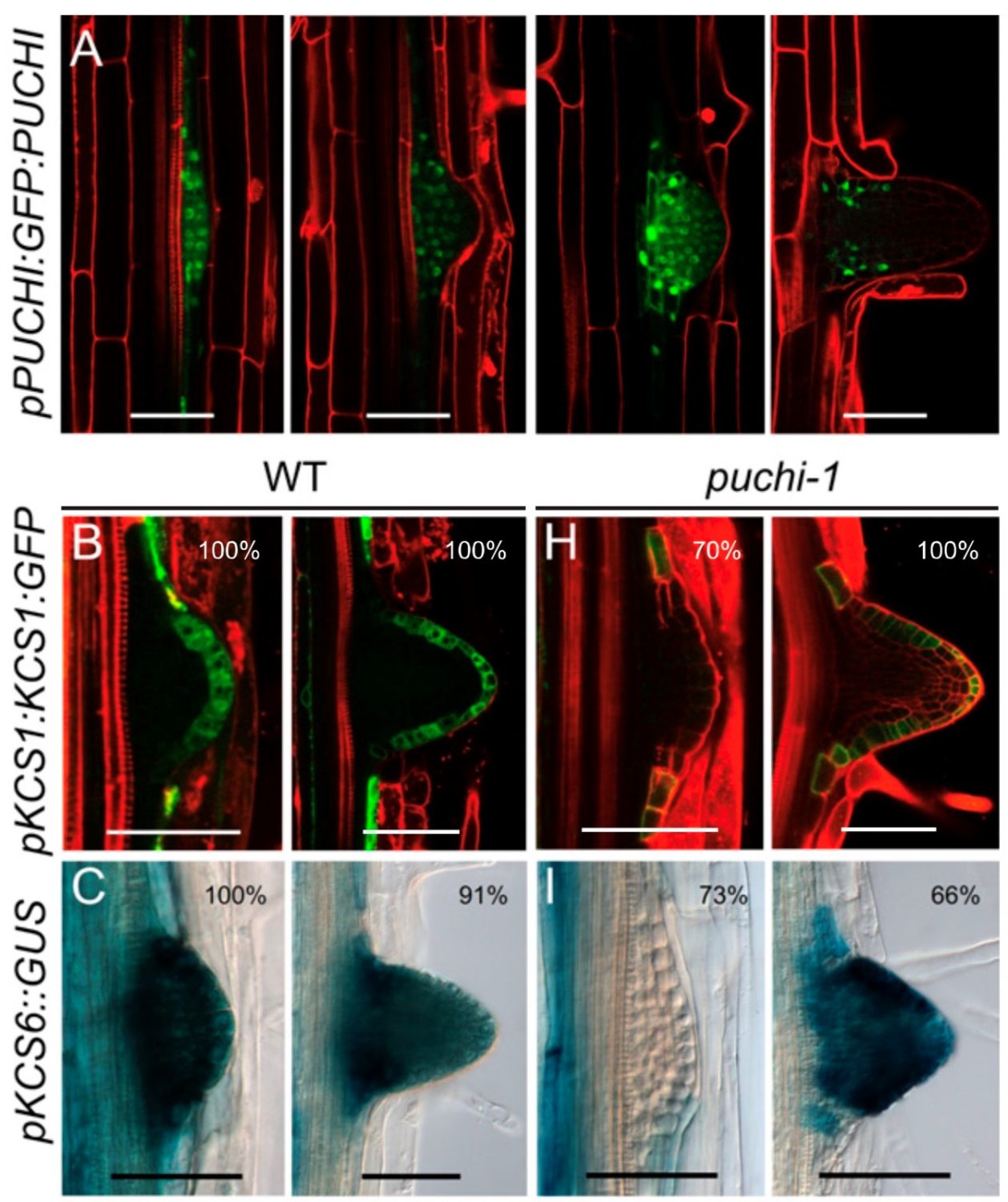 Very long chain fatty acids (VLCFA) are involved in lateral root ...