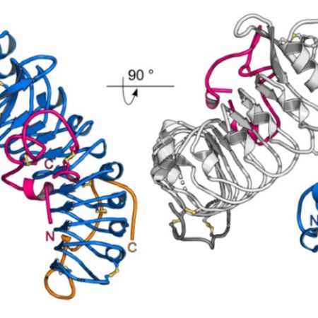 Mechanisms of RALF peptide perception by a heterotypic receptor complex ...