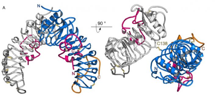 Structural basis for recognition of RALF peptides by LRX proteins ...