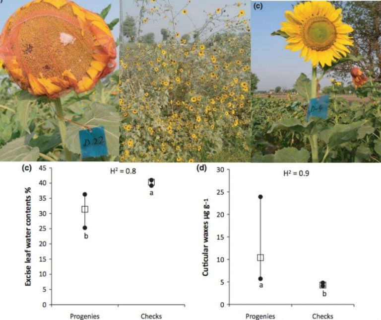 Development of drought tolerant breeding lines derived from Helianthus ...