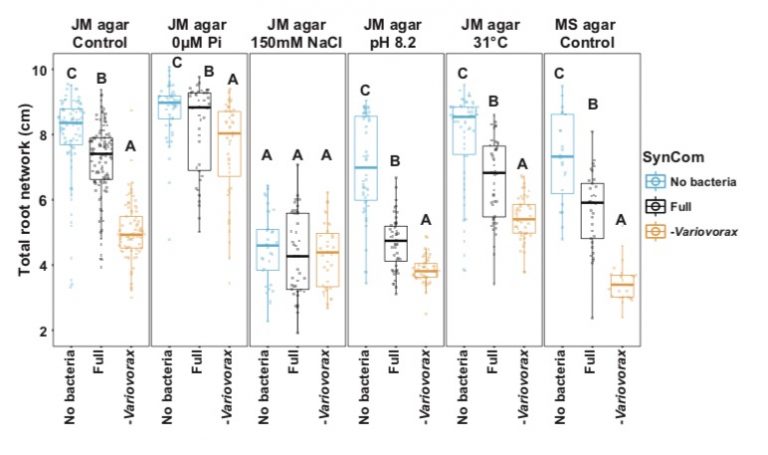 Root development is maintained by specific bacteria-bacteria ...