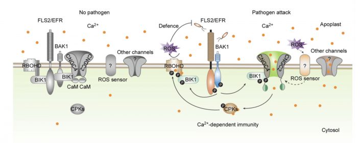 Plant Science Research Weekly: July 26th | Plantae