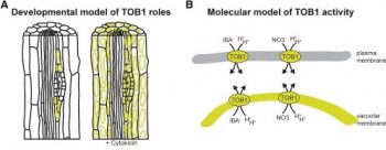 Plant Science Research Weekly: August 2nd | Plantae
