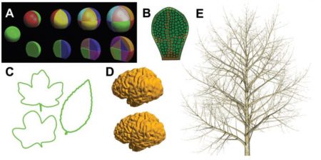 Review: Formal description of plant morphogenesis (J Exp Bot) ($) | Plantae