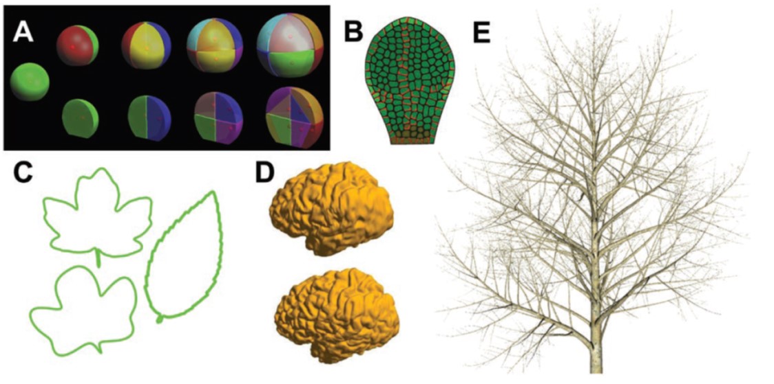 Review: Formal description of plant morphogenesis (J Exp Bot) ($) | Plantae