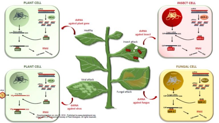 Update. GMO-free RNAi: exogenous application of RNA molecules in plants ...