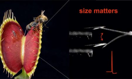 Plant Science Research Weekly: July 19th | Plantae