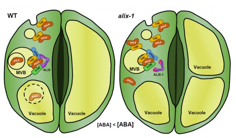 Plant Science Research Weekly: August 23rd | Plantae
