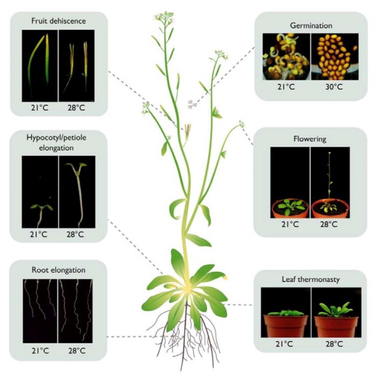 Plant Science Research Weekly: August 23rd | Plantae