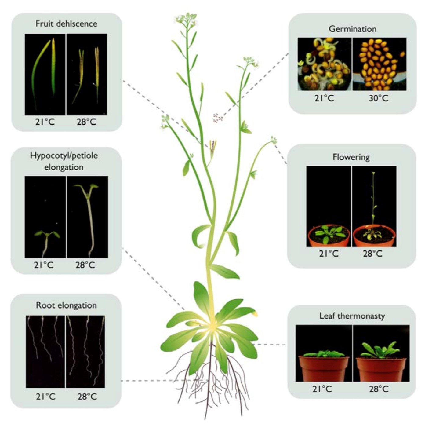 Review: Developmental thermal responses in Arabidopsis (Plant Physiol ...