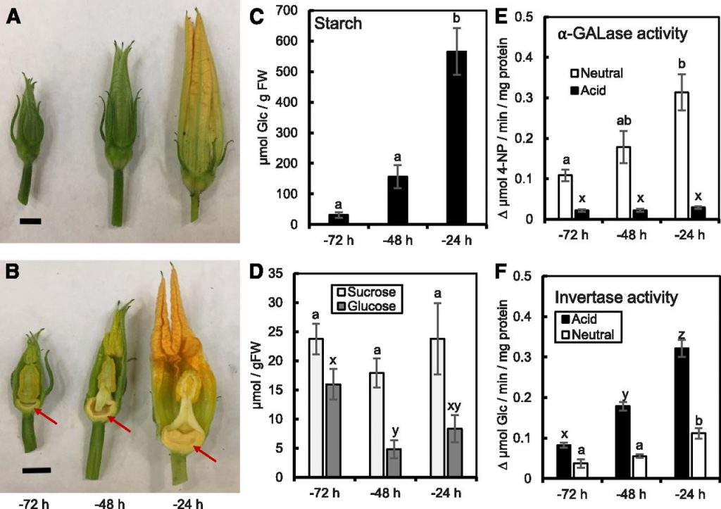 Sugar Metabolism in Squash Nectaries and Nectar | Plantae